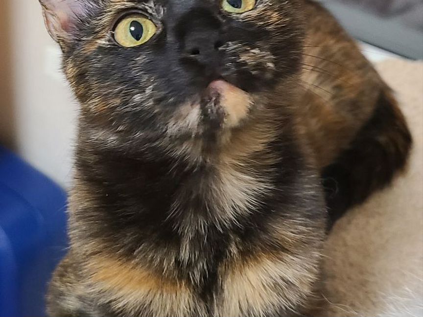 Кошка в дар