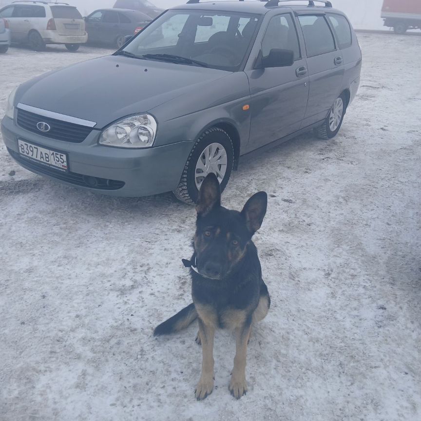 Вязка кобель вео