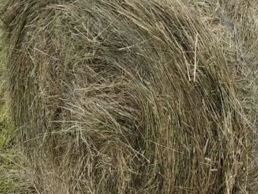 Сено в рулонах 2022