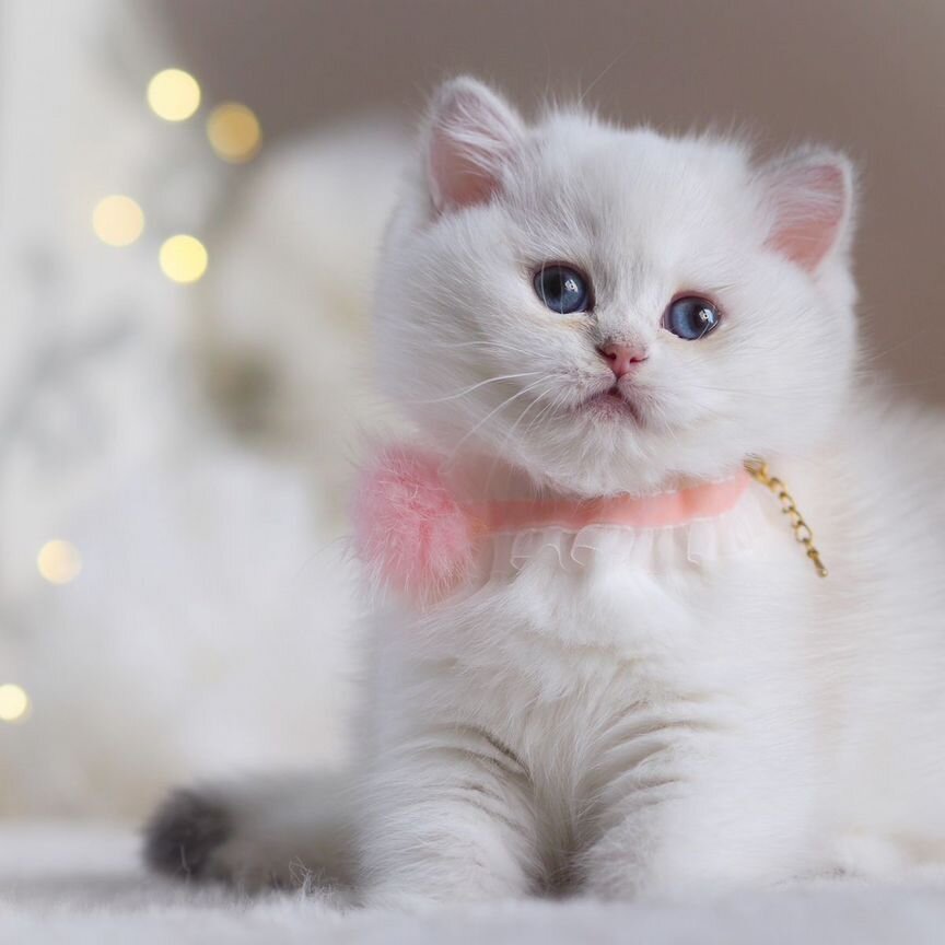 Британская золотая шиншилла