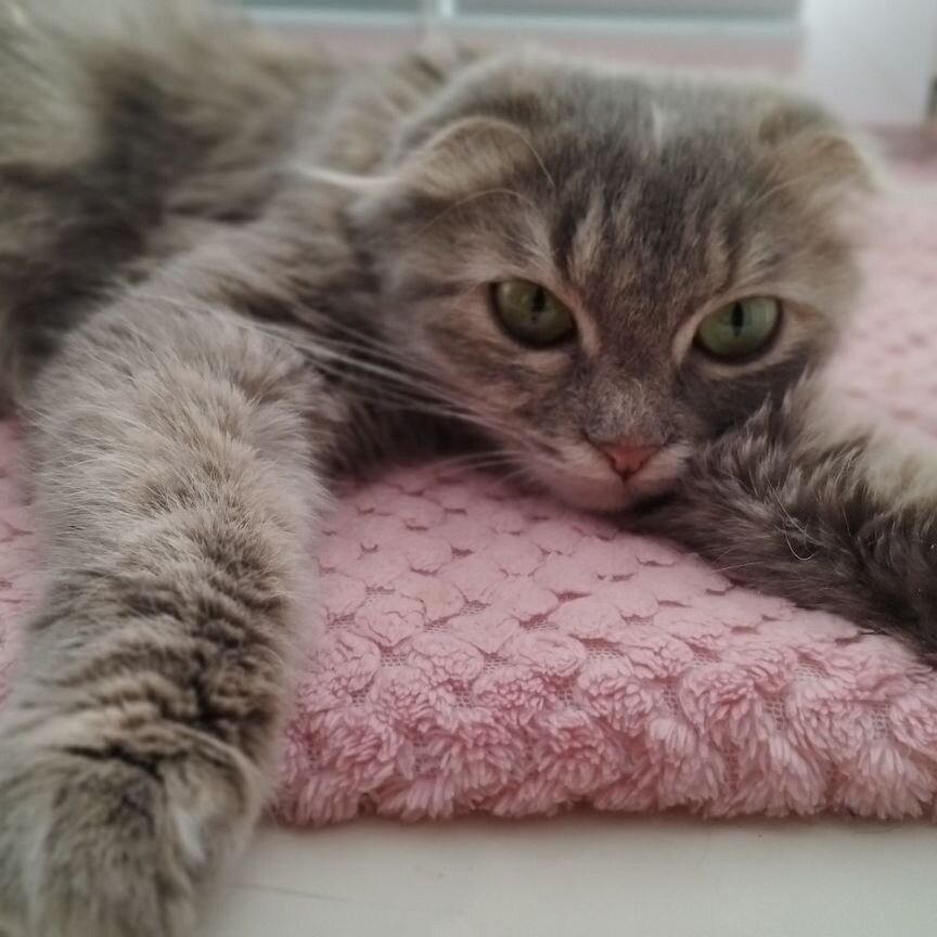 Шотландская вислоухая кошка бесплатно