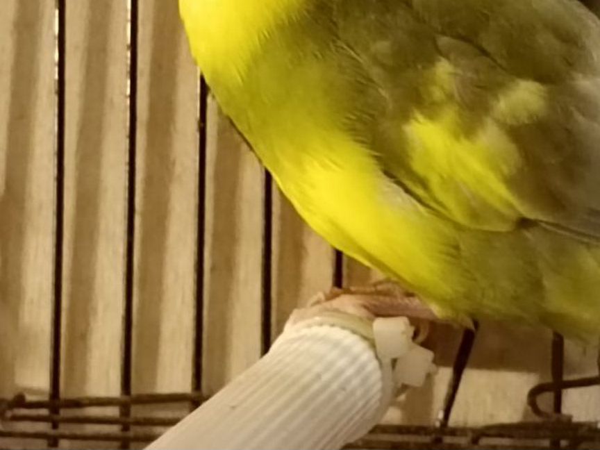 Попугай Новозеландский краснолобый (Кикарик)