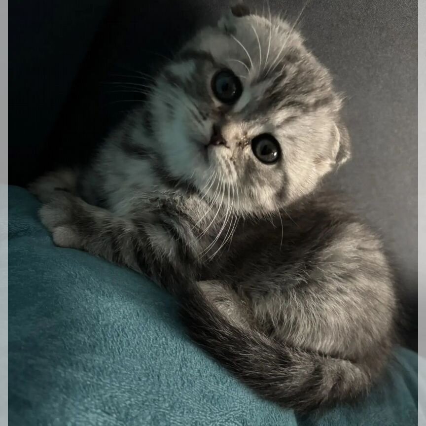 Шотландский вислоухий короткошёрстный котёнок