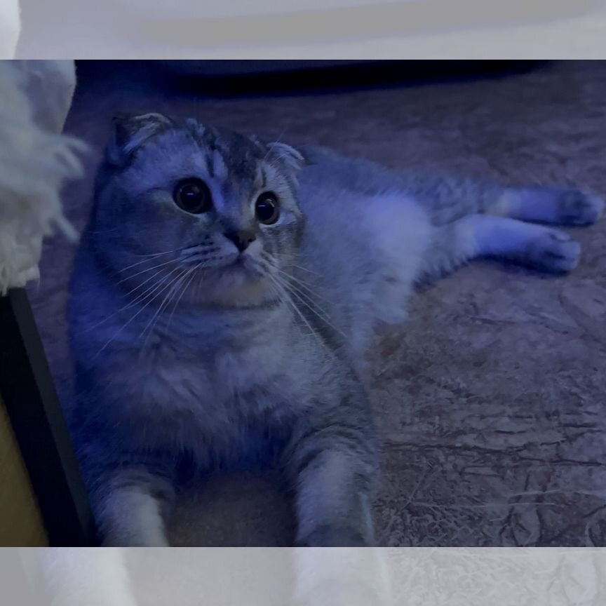 Шотландский вислоухий короткошёрстный кот, взрослый