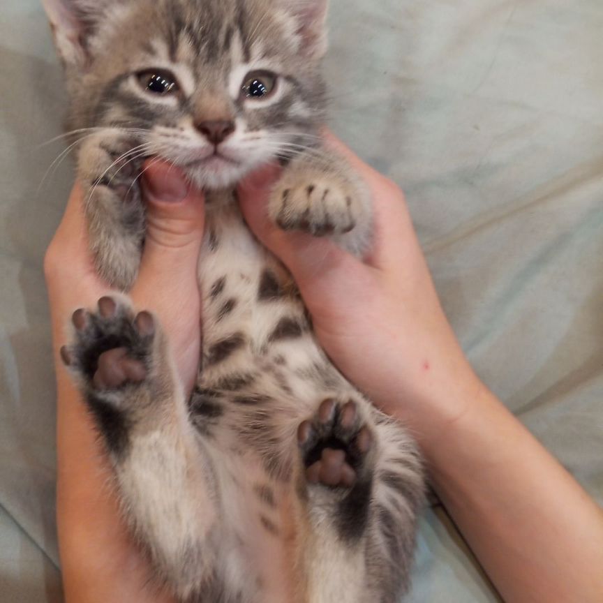 Продам котят