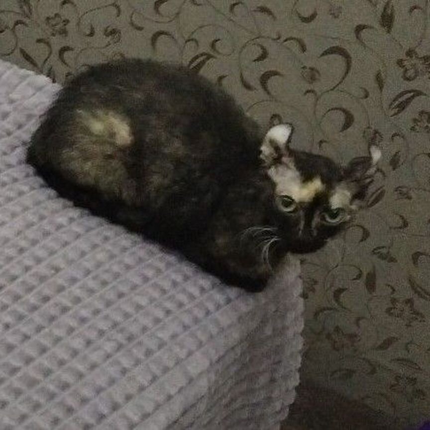 Кошка сфинкс эльф