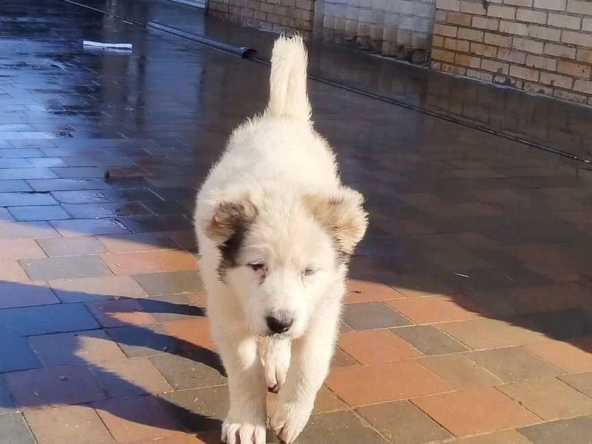 Собаки щенки