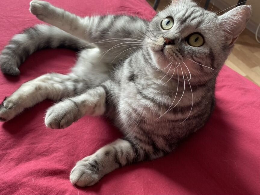Британская кошка