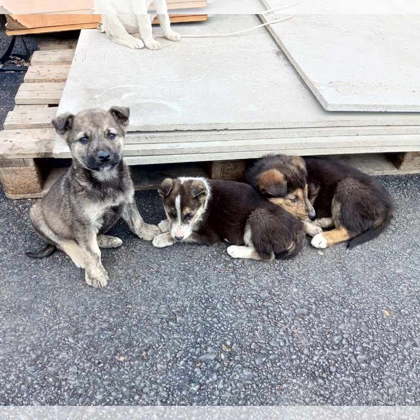 Щенки в хорошие руки,мальчики и девочки