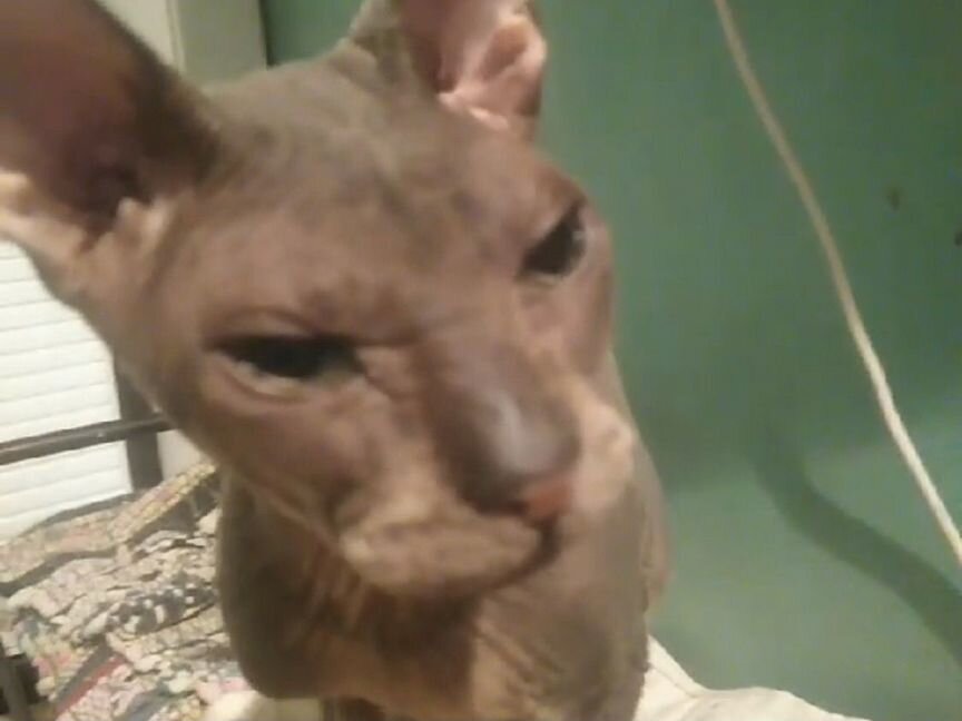 Афина ищет дом