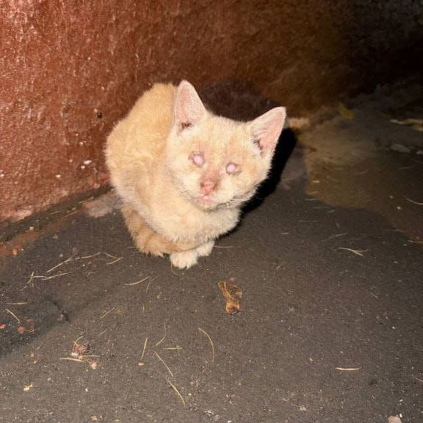 Ослепший котёнок