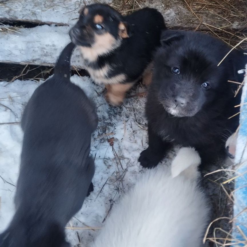 Щенок в добрые руки