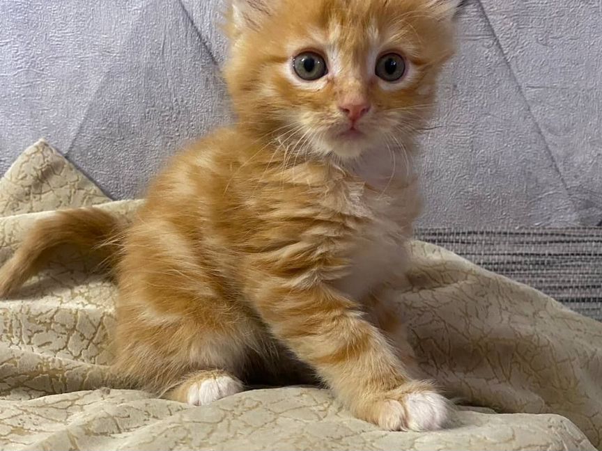 Котята в добрые руки бесплатно