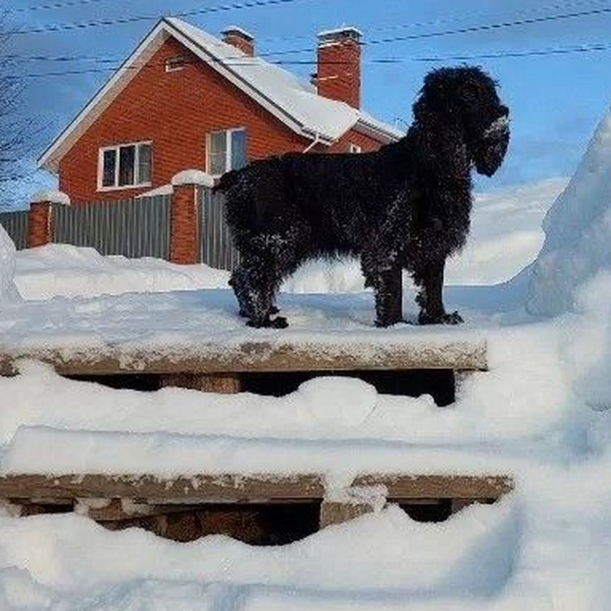 Русский охотничий спаниель, взрослая собака