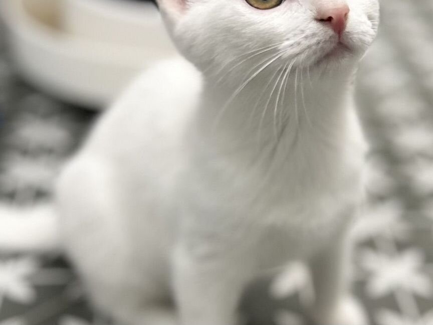 Ласковому котенку нужен хозяин
