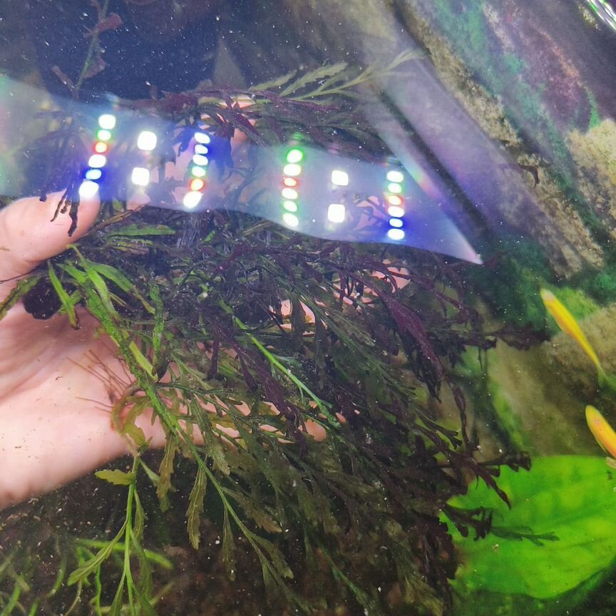 Аквариумные растения