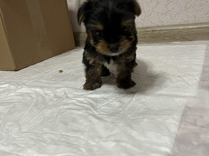 Йоркширский терьер