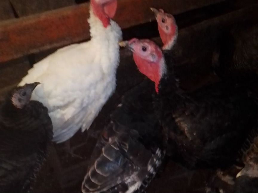 Индюки породные на племя