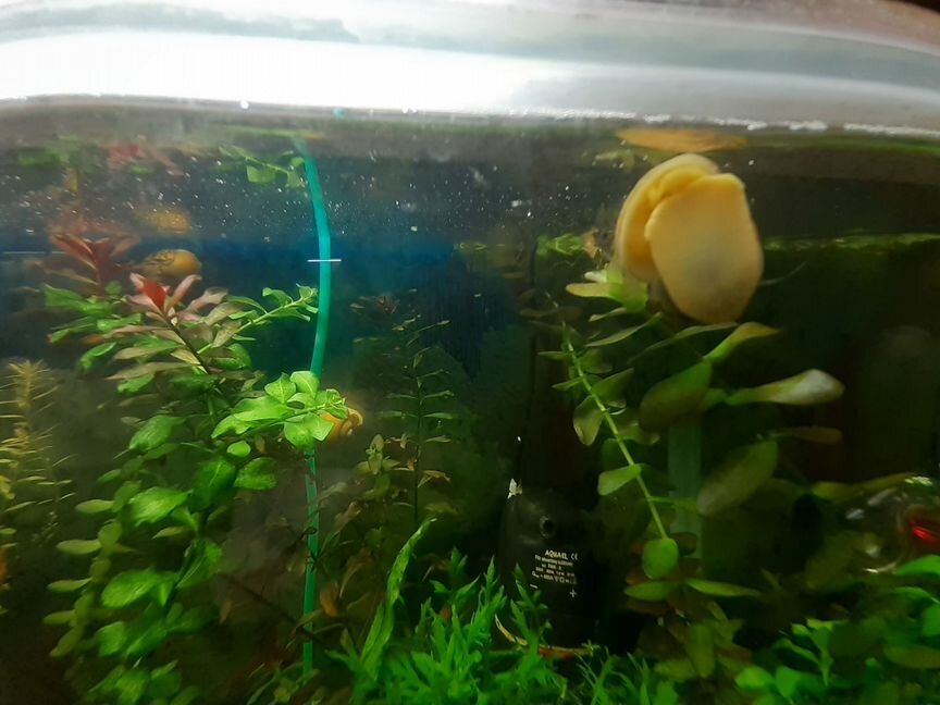 Ампулярии и водоросли