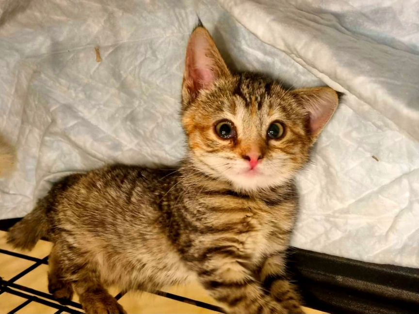 Котенок мейн-кун метис