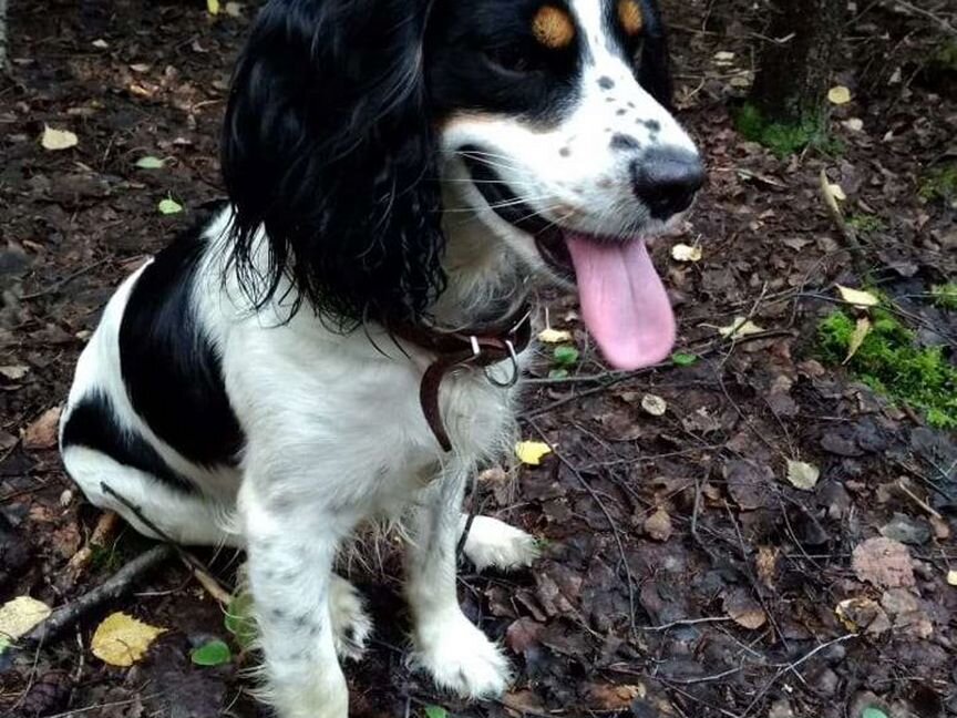 Спаниель Вязка