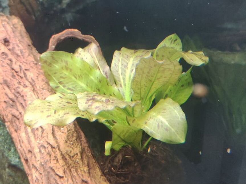 Эхинодорус, водоросли, аквариумные растения