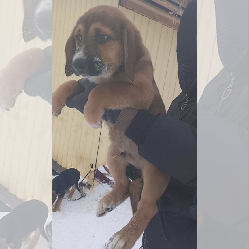 Английский фоксхаунд, щенок