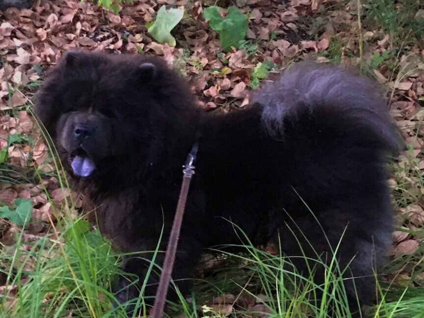 Вязка чау-чау, родословный (кобель)