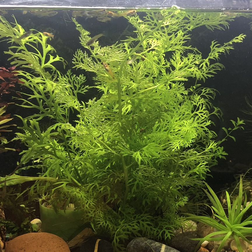 Папоротник индийский