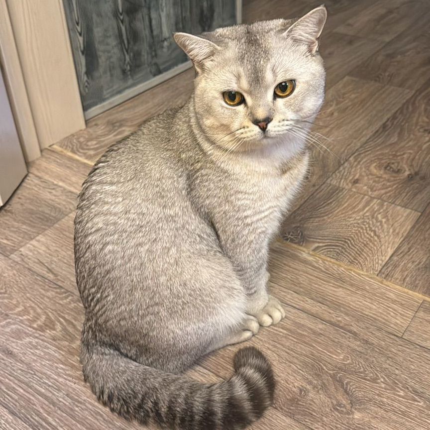 Шотландец вязка