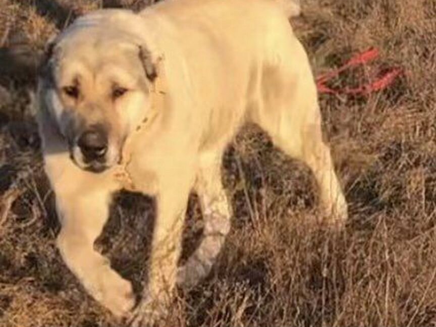 Среднеазиатская овчарка алабай