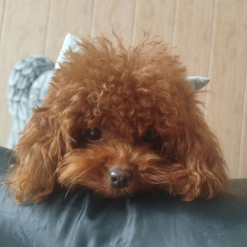 Пудель, щенок