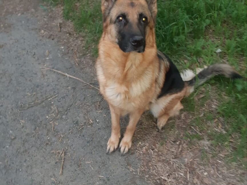 Немецкая овчарка в добрые руки