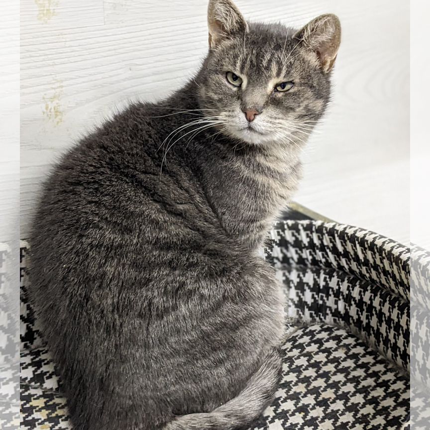 Взрослая, кошка в добрые руки