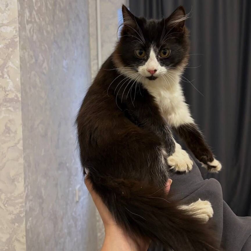 Котенок мальчик