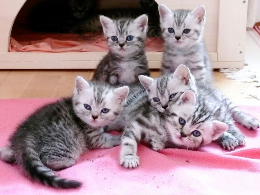 Малыши окраса Вискас)