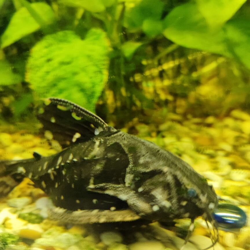 Звездчатый сом