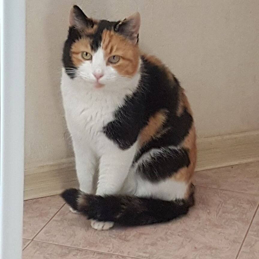 После смерти хозяйки кошечка живет на улице