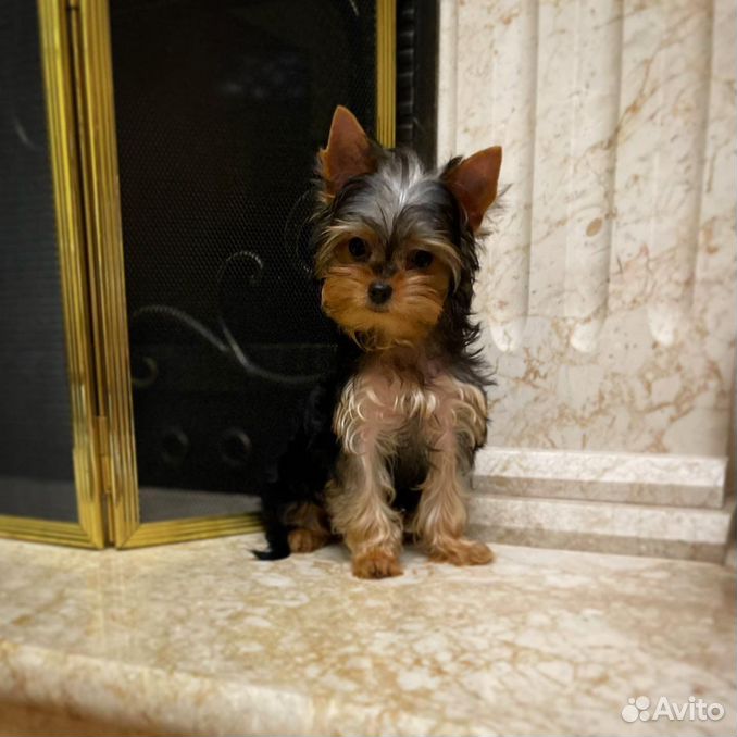 Мини мальчик йорка, РКФ док