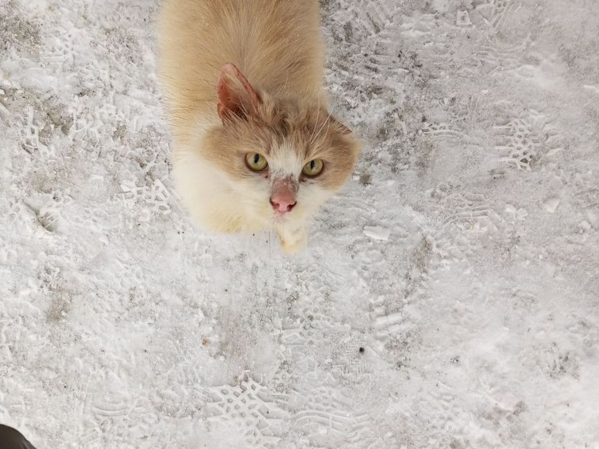 Бездомный котик ищет дом, возможно временый