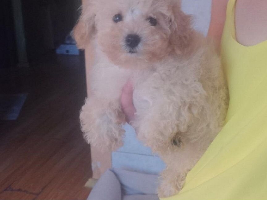 Щенки мальтипу