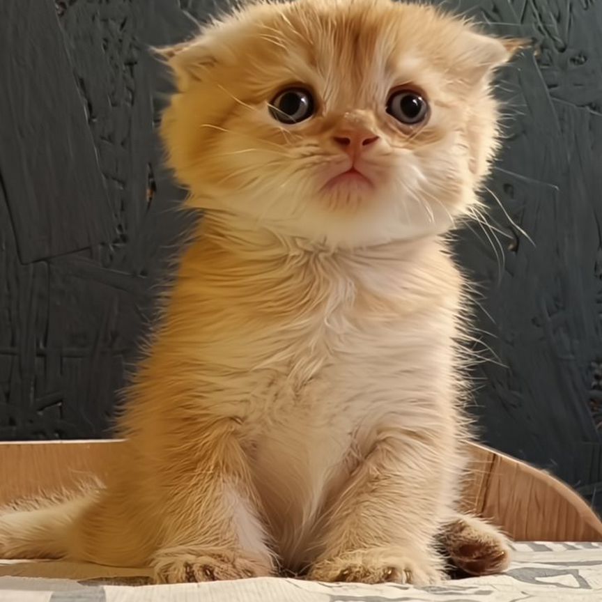 Шотландский вислоухий короткошёрстный котёнок