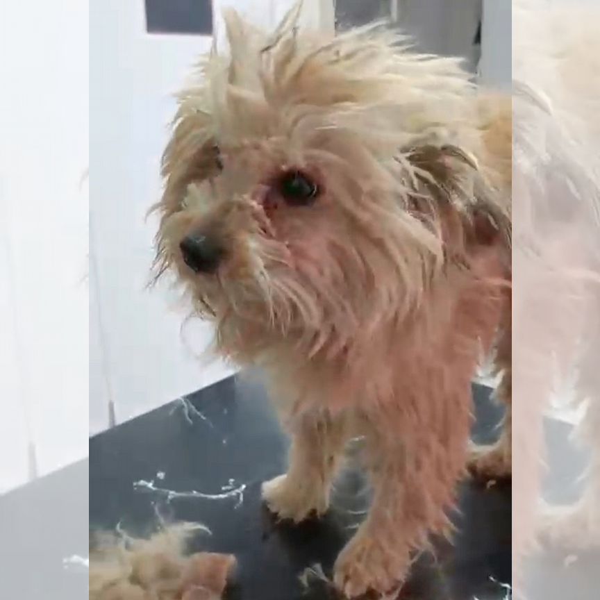 Йоркширский терьер, взрослый пёс