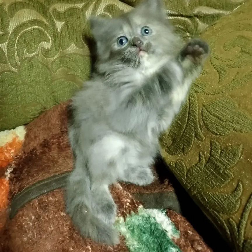 Шотландский прямоухий длинношёрстный котёнок