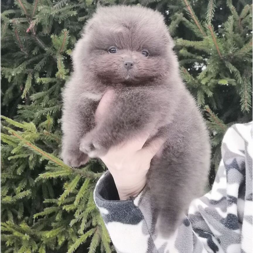 Померанский шпиц, щенок