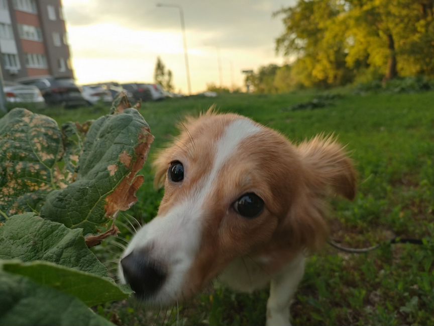 Собака в добрые руки
