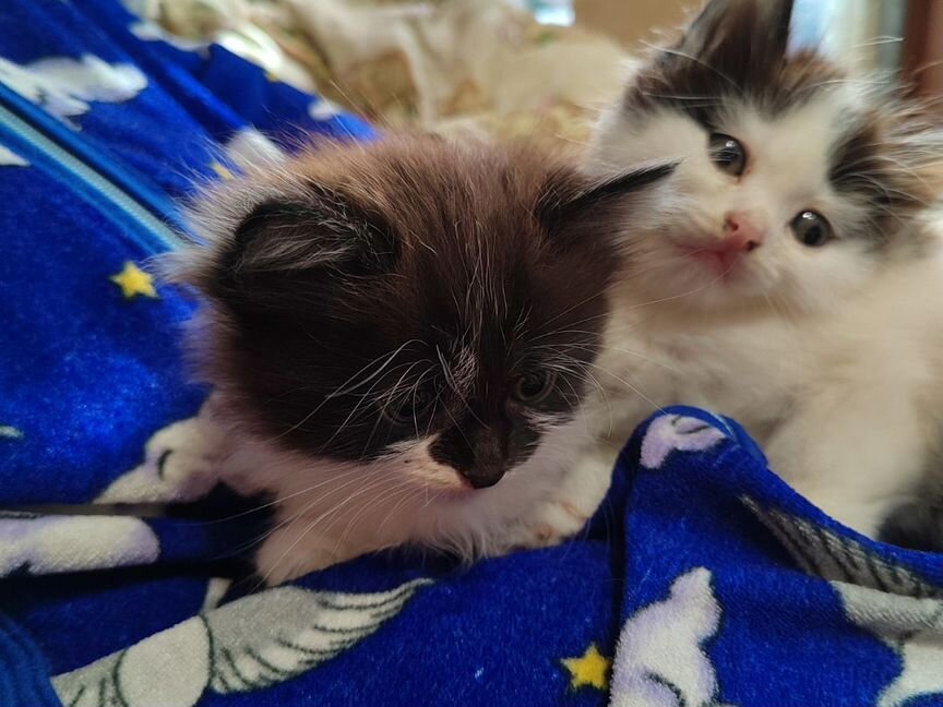 Котята в добрые руки бесплатно коты