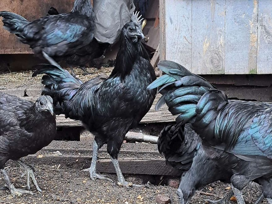 Петух Аям Цемани