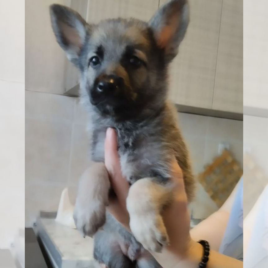 Щенки восточноевропейской овчарки