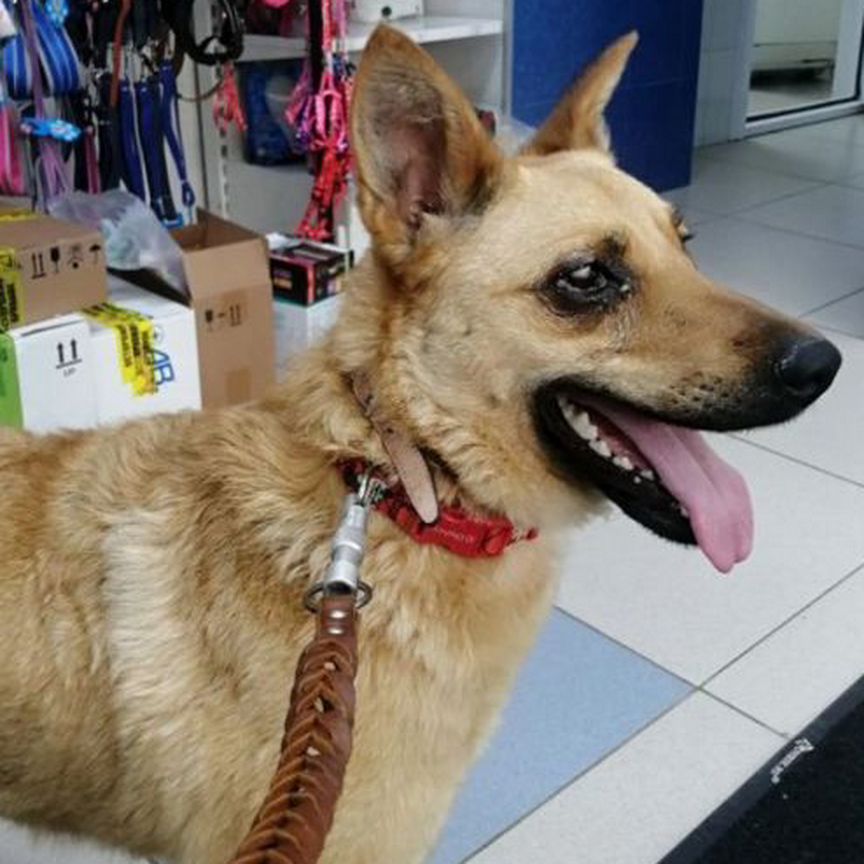 Активная Жулька стерилизована